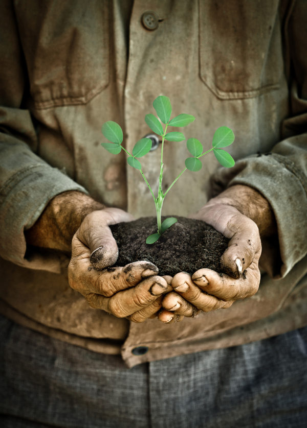 Interested in growing peanuts? - The Peanut Company of Australia